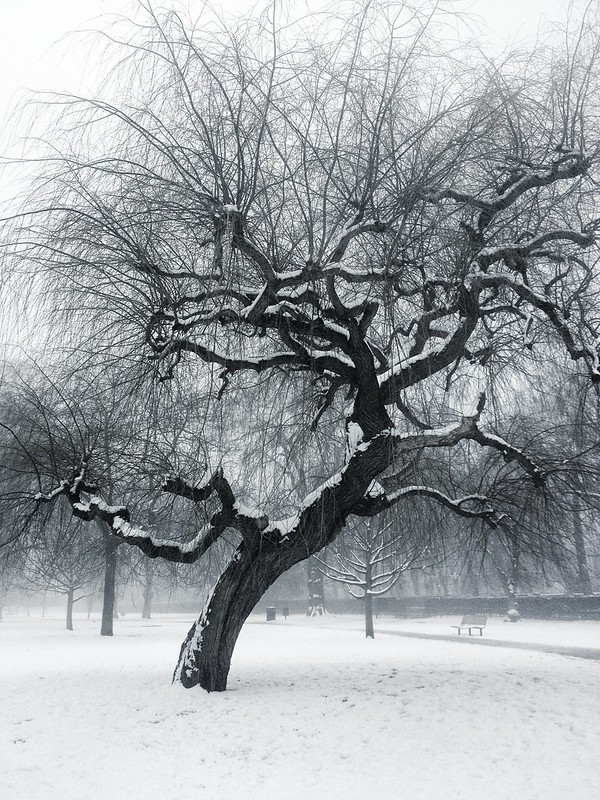 Polycystic Ovary Syndrome (PCOS) - Reproductive Resource Center Kansas ...